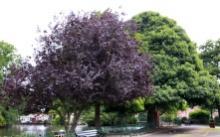 Council Owned trees | Cannock Chase District Council