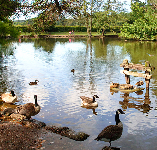 Elmore Park | Cannock Chase District Council